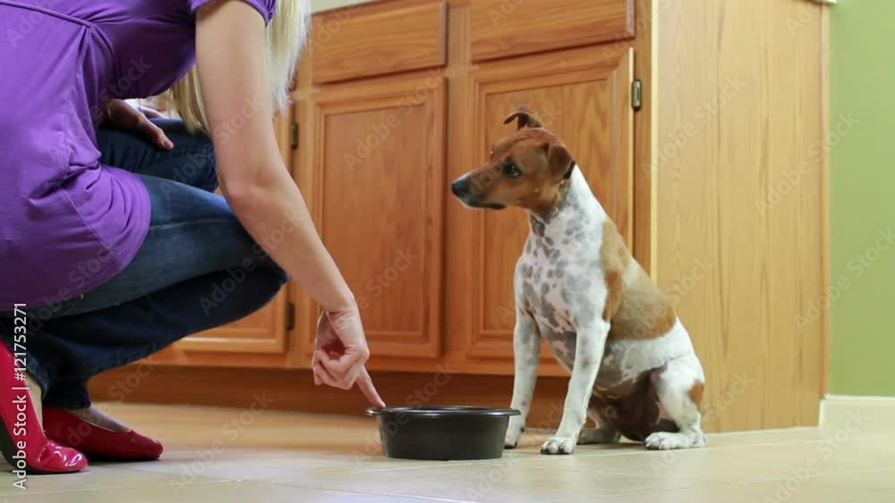 Cute little terrier dog seems uninterested in bowl of food his pretty ...
