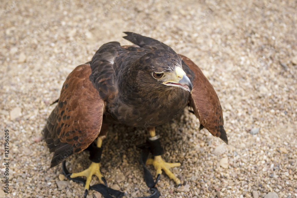 Retrato del águila Harrier aislado en el fondo desenfocado. Primer ...