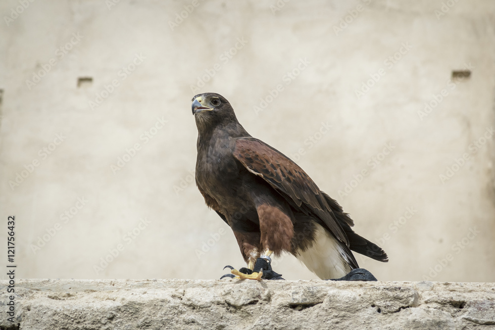Retrato del águila Harrier aislado en el fondo desenfocado. Primer ...