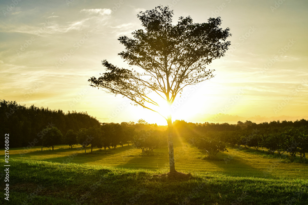 Dawn over the citrus farm Stock Photo | Adobe Stock