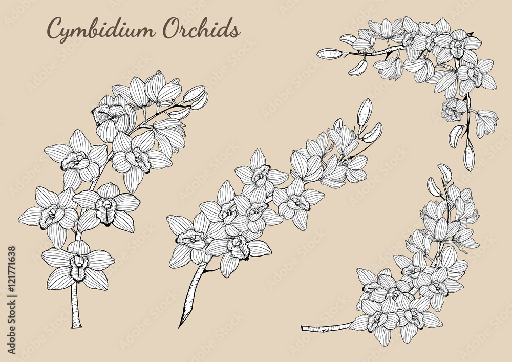 Cymbidium Orchids vector on brown background.Cymbidium Orchids set by ...