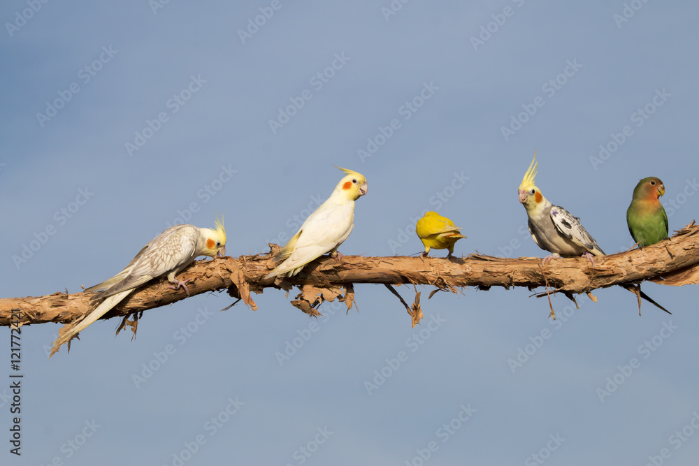 Parrot on a perch on wooden Stock Photo | Adobe Stock