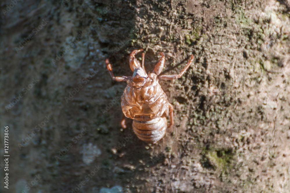 Cicada shell stuck in tree. Shell abandoned by the cicada. Dried shell ...