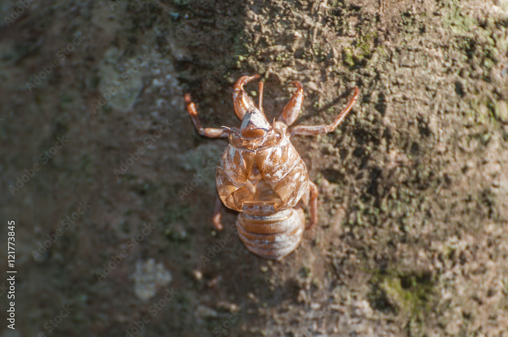 Cicada shell stuck in tree. Shell abandoned by the cicada. Dried shell ...