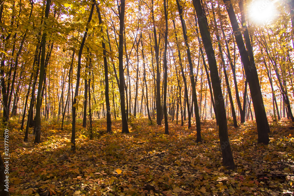 Autumn scenery. Beautiful gold fall in forest. Stock Photo | Adobe Stock