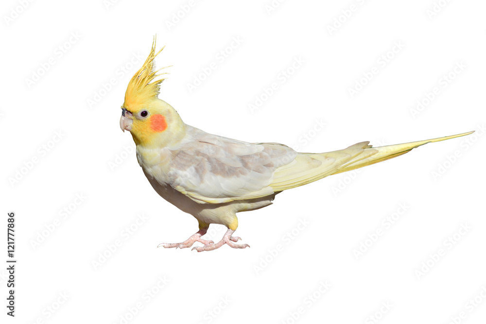White Cockatiel isolated Stock Photo | Adobe Stock