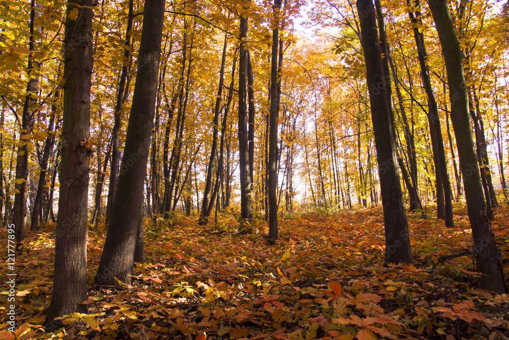 Autumn scenery. Beautiful gold fall in forest. Stock Photo | Adobe Stock
