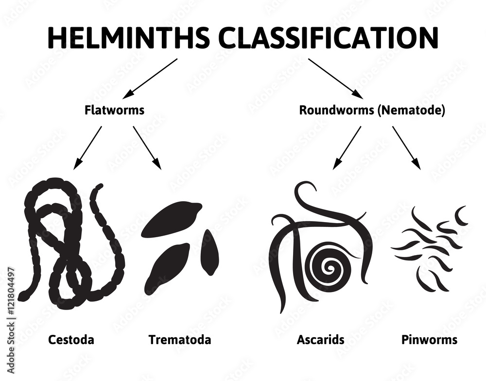 diagram depicting the class of worms Stock Vector | Adobe Stock