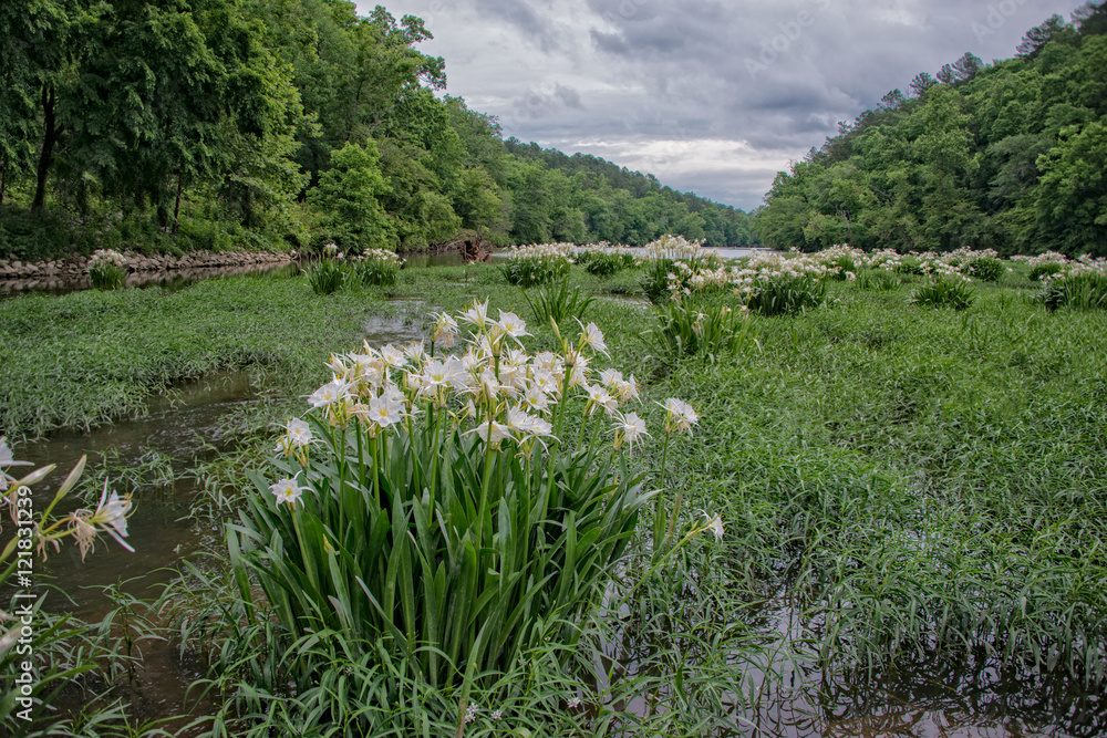 Cahaba River Cahaba lily in bloom Stock-Foto | Adobe Stock