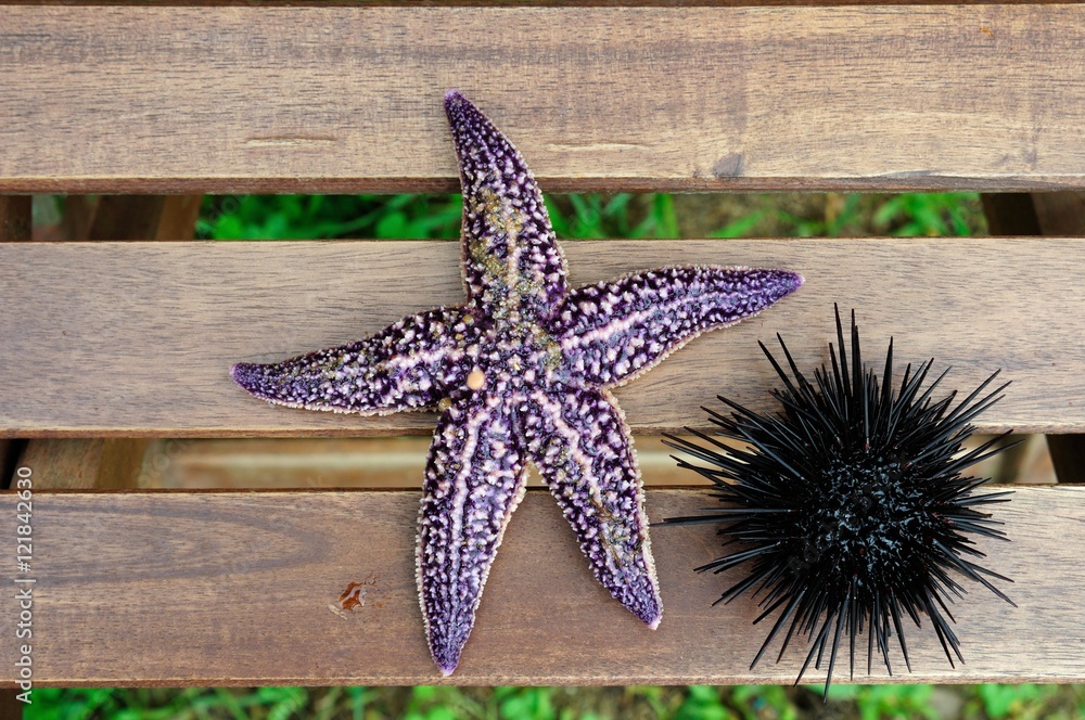 Sea Urchin Starfish