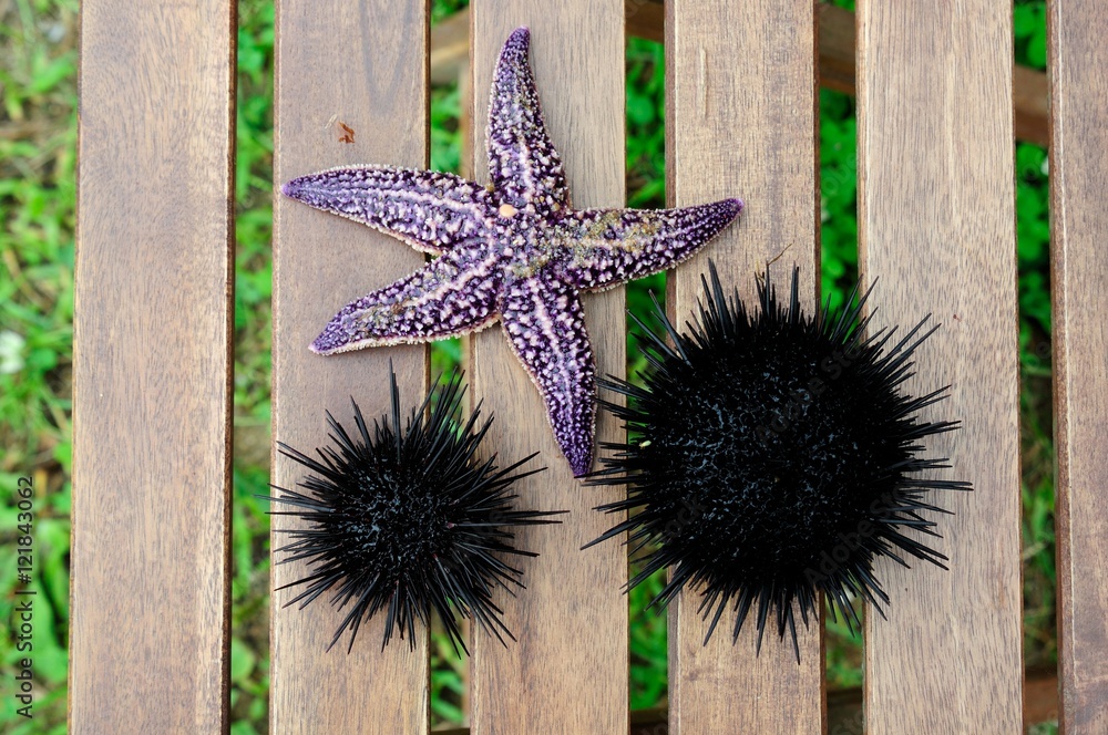 Sea Urchin Starfish
