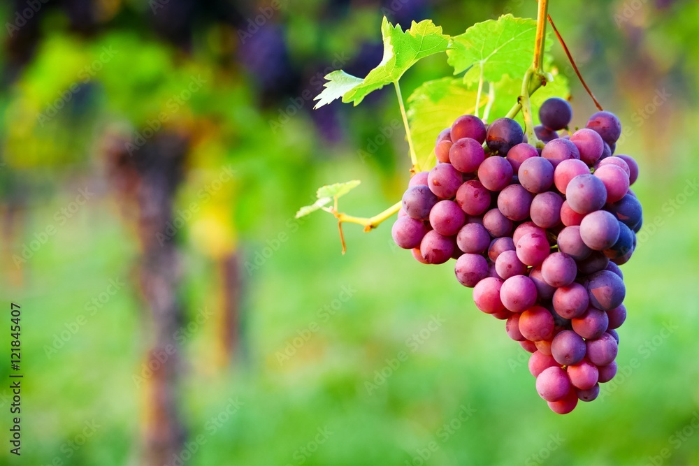 Weintrauben Stock-Foto | Adobe Stock
