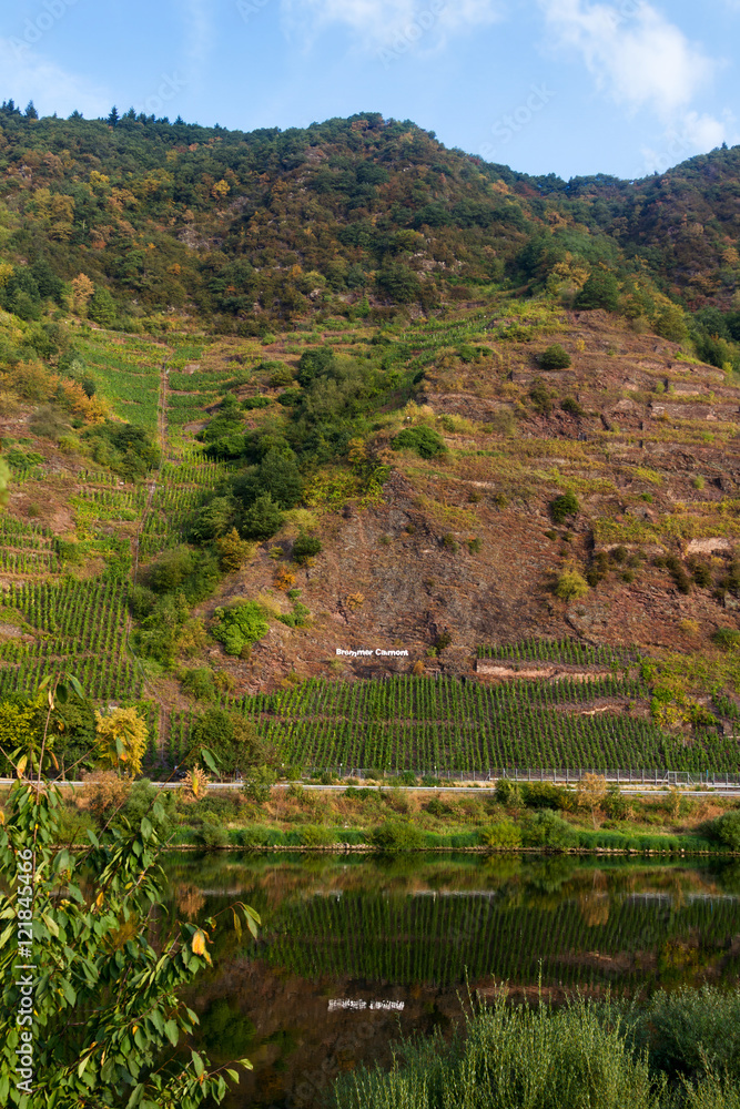 Bremmer Calmont, die wohl steilste Weinlage Europas Stock-Foto | Adobe ...