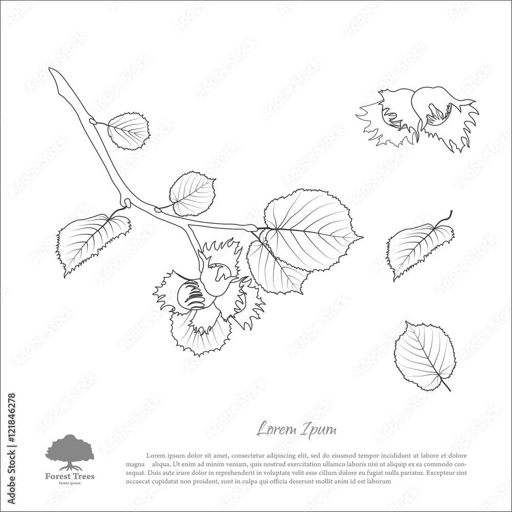 Hazelnut Tree Drawing