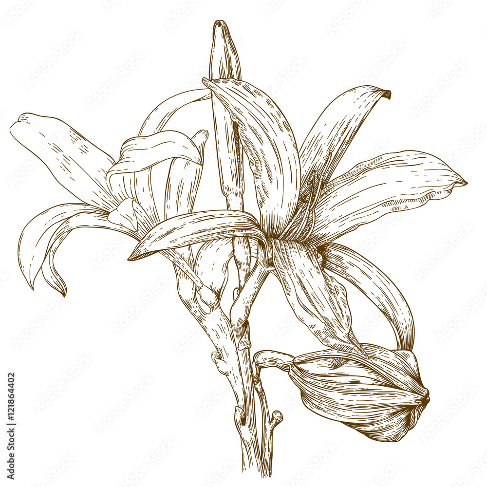 engraving illustration of lily Stock Vector | Adobe Stock