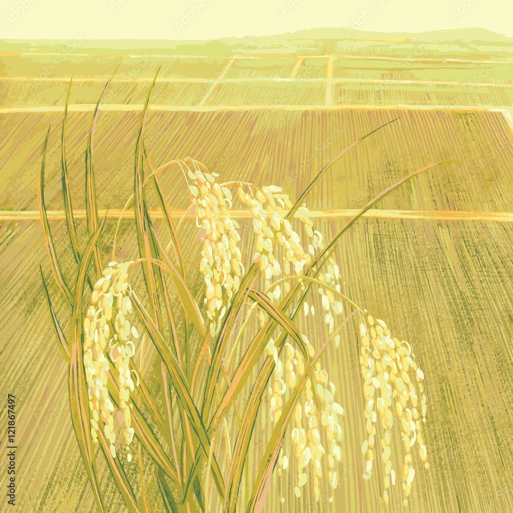 Cereal rice and rice paddies. Stock Vector | Adobe Stock