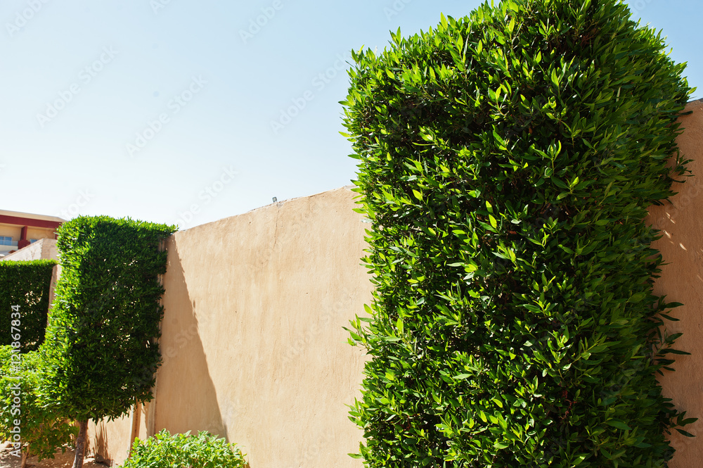 Rectangular decorative bush on the wall at sun day Stock Photo | Adobe ...