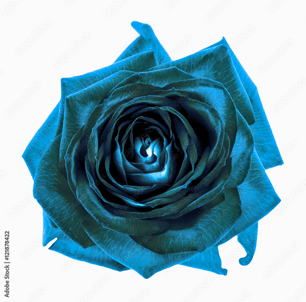 Surreal dark chrome cyan rose flower macro isolated on white Photos ...