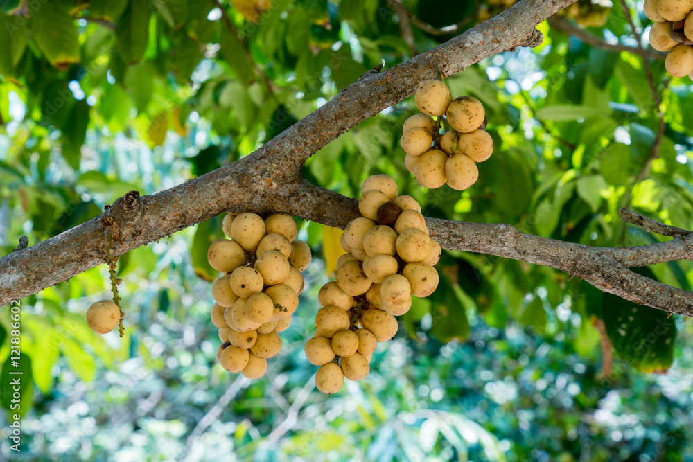 Lansium parasiticum ripe on tree. Stock Photo | Adobe Stock