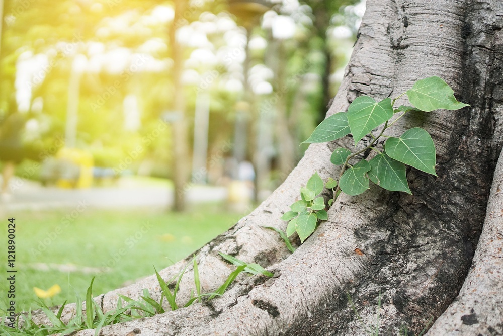 tree roots in spring garden with sunlight morning nature background ...