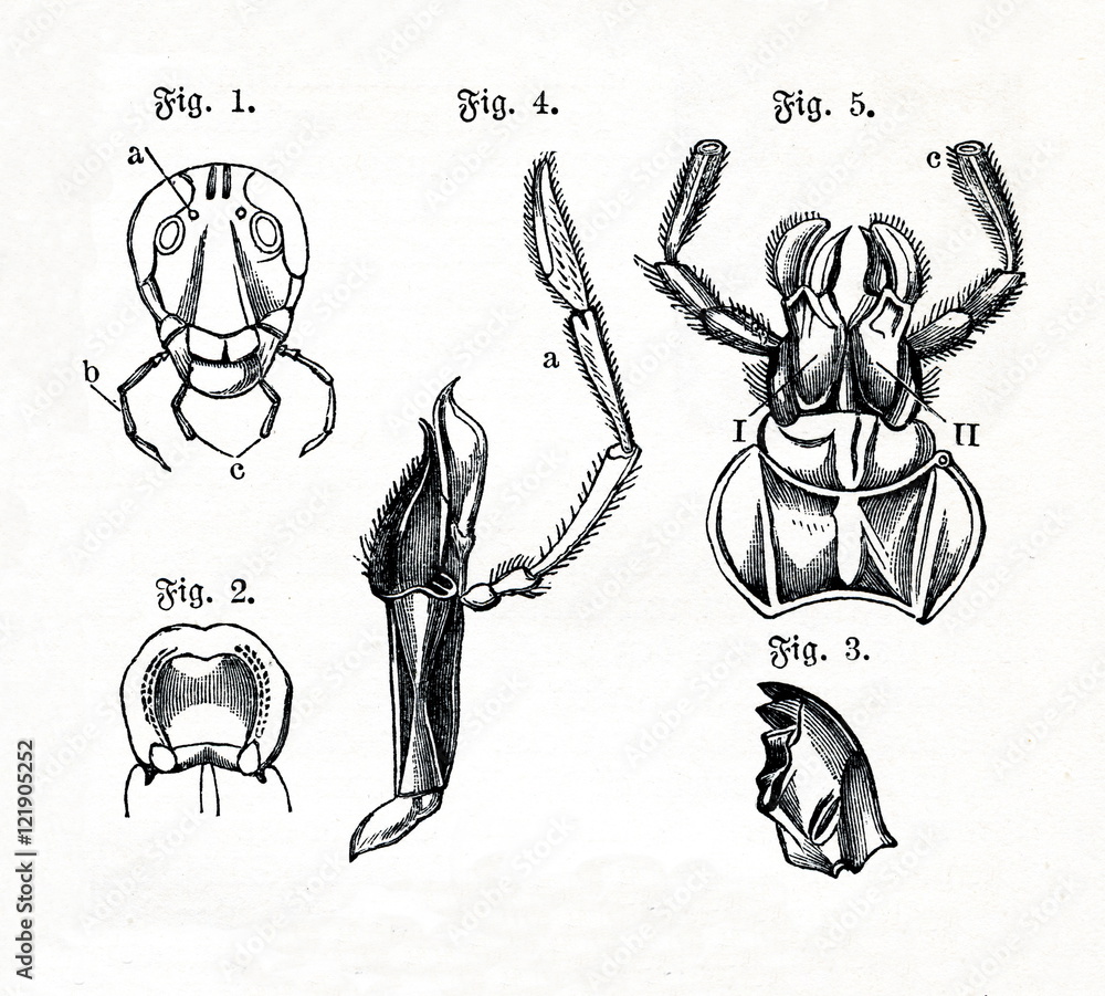 Mouthparts of cockroaches (from Meyers Lexikon, 1895, 7/374) Stock ...
