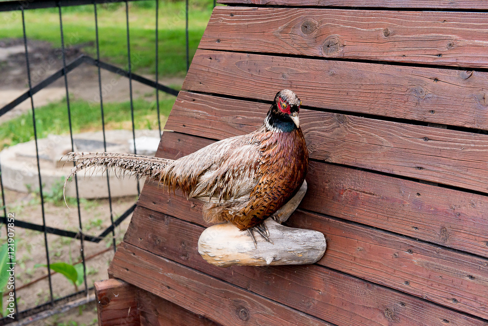 Birds and animals in wildlife. Stuffed pheasant utky and Stan ...