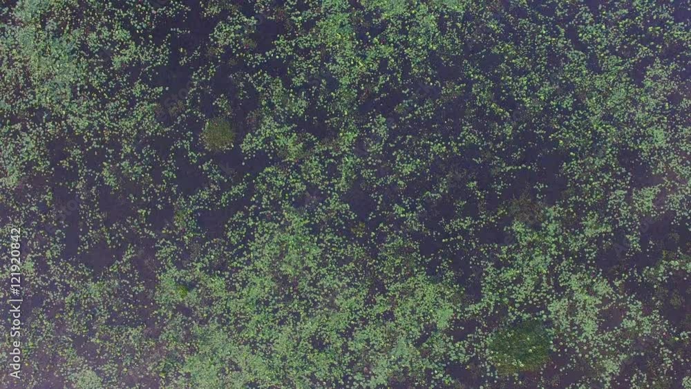 bird-watching tower in swamp.The Talay Noi Wetlands Preserve, in ...