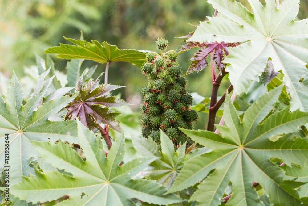 castor plant Stock Photo | Adobe Stock