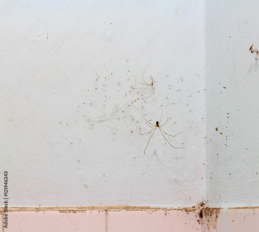 spiders hatching from a nest in the corner of the room Stock Photo ...