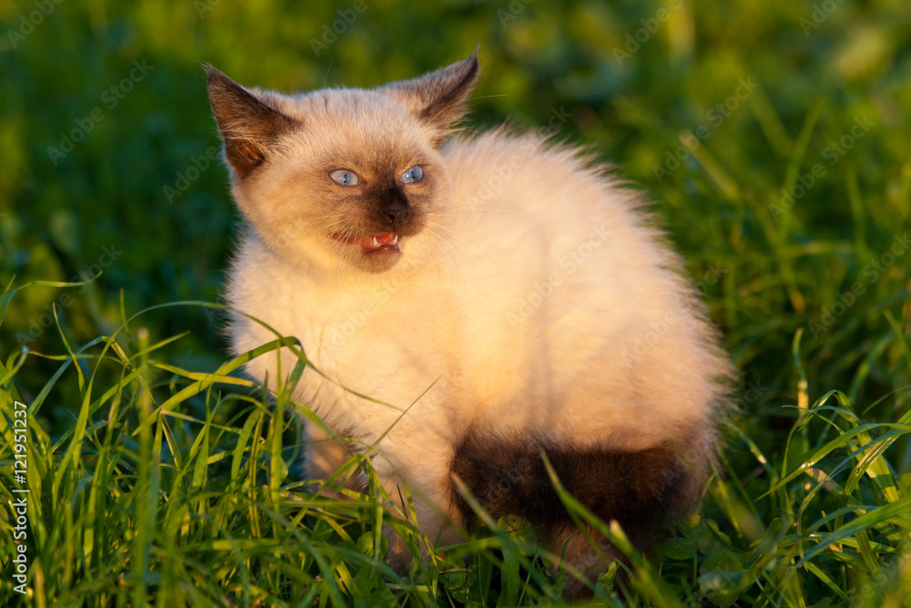 Seven weeks old scared Siamese kitten angry hissing in a hot late ...