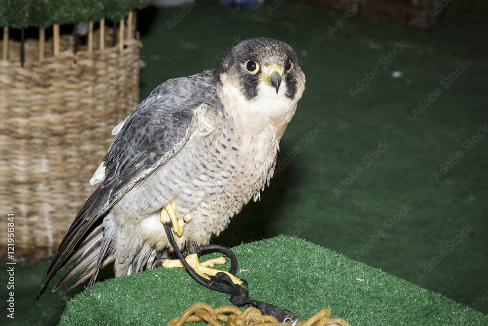 Retrato halcón peregrino aislado en el fondo desenfocado. Primer plano ...