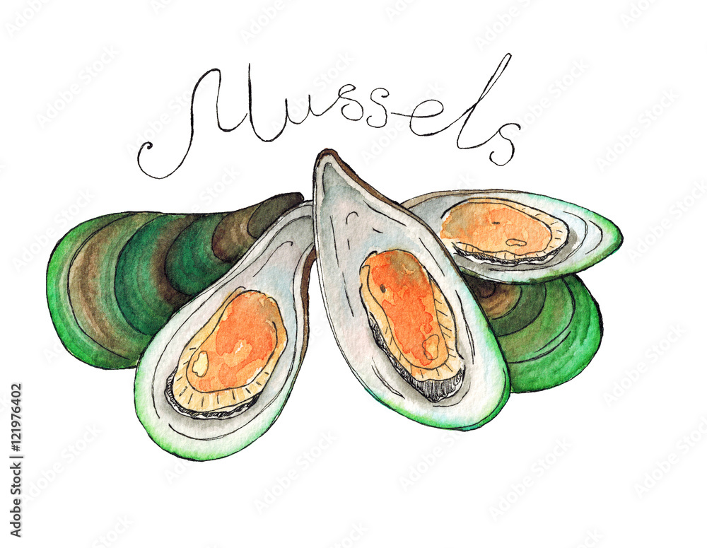 Watercolor Hand drawn illustration sketch of green mussels with ...