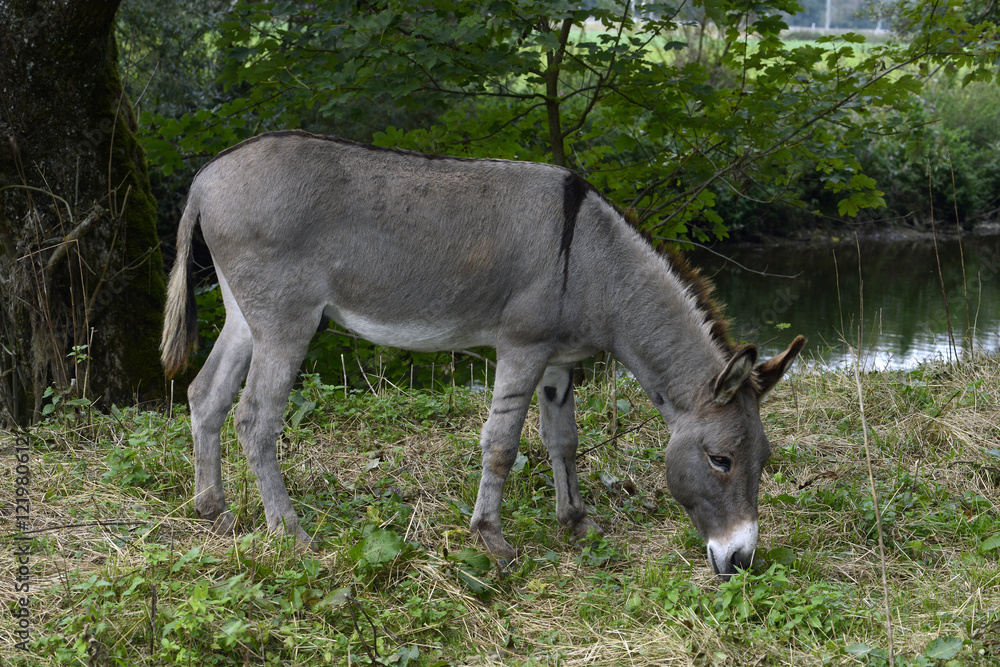 Esel - Hausesel (Equus asinus) Stock Photo | Adobe Stock