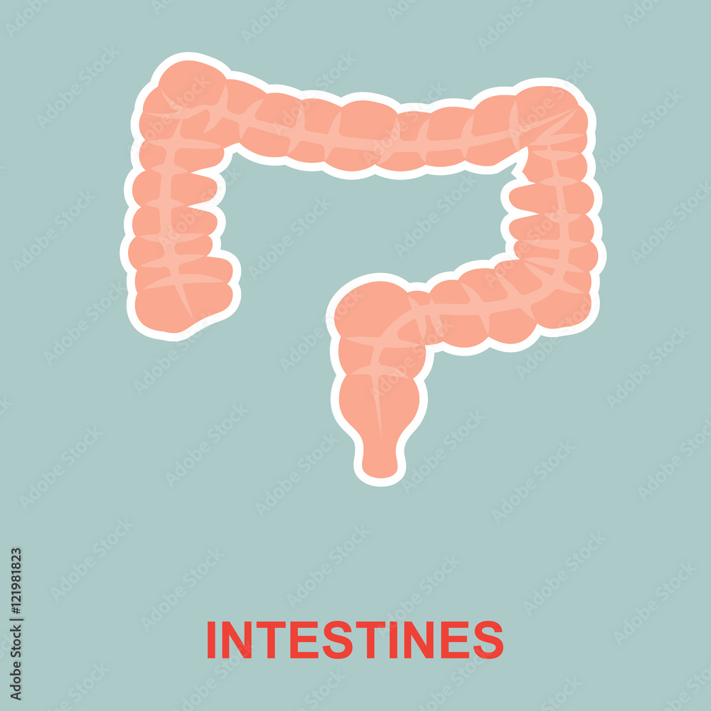 Human intestines anatomy. Stock Vector | Adobe Stock