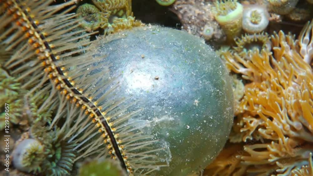 Algae Valonia ventricosa, commonly called bubble algae or sailor's ...