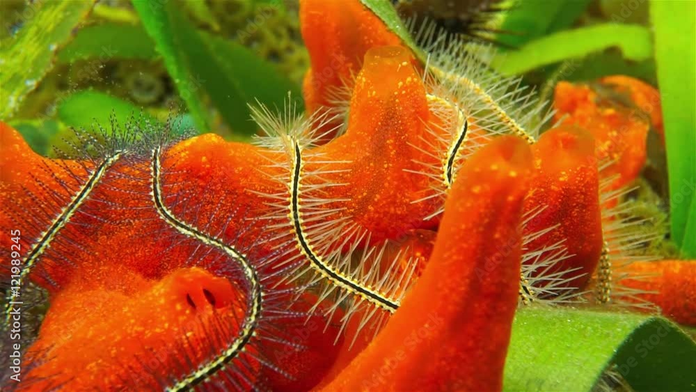 Sea life underwater, fire sponge with tentacles of suenson brittle star ...