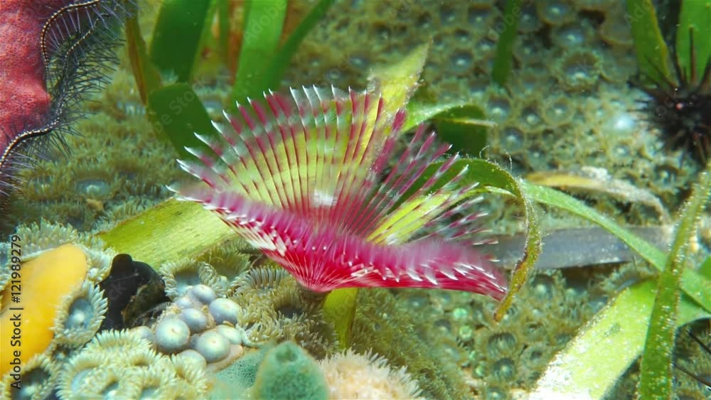 Underwater sea life, a pink split-crown feather duster worm, Anamobaea ...