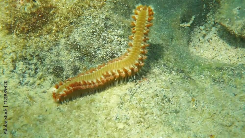 Underwater creature, a bearded fireworm, Hermodice carunculata, on the ...