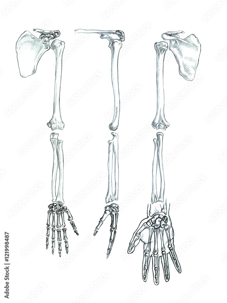 Hand drawn medical illustration drawing with imitation of lithography ...