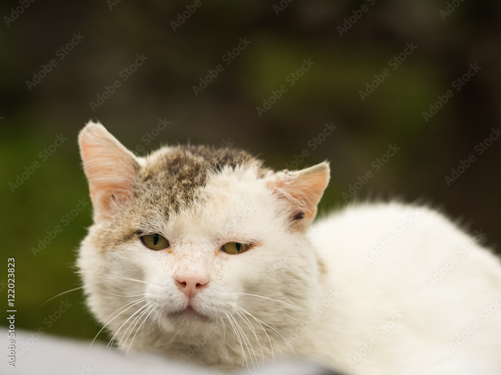 Dirty white stray cat Stock Photo | Adobe Stock