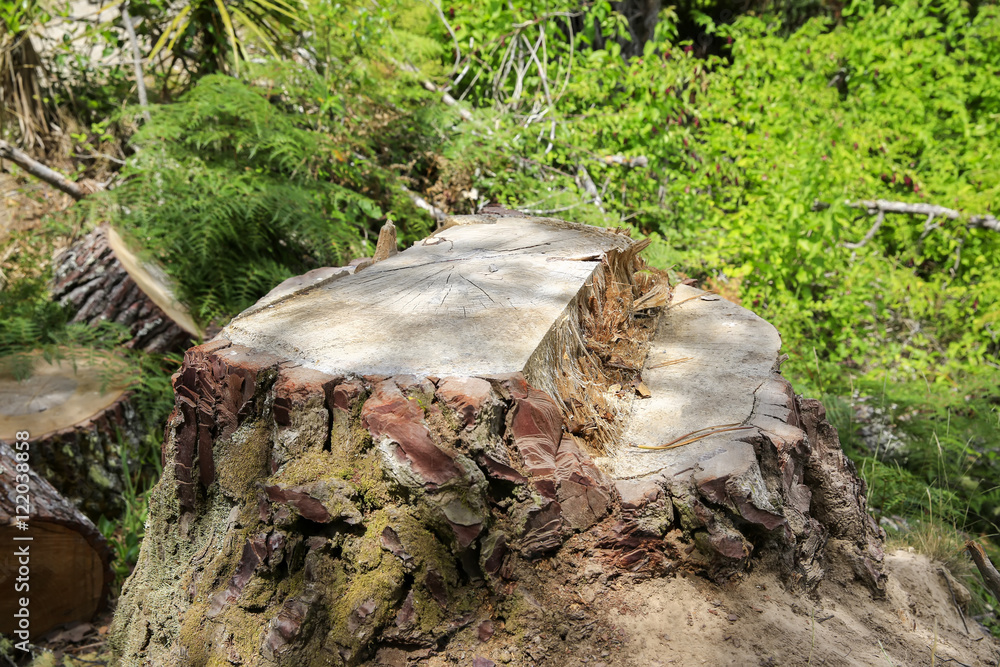 Redwood Tree Stump
