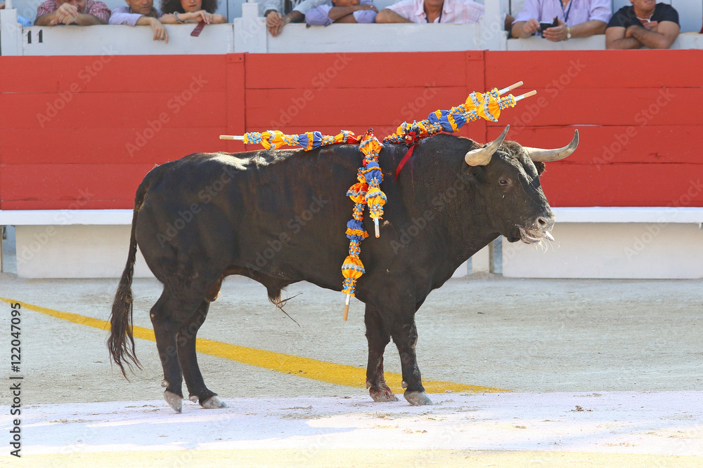 Taureau de combat Stock Photo | Adobe Stock