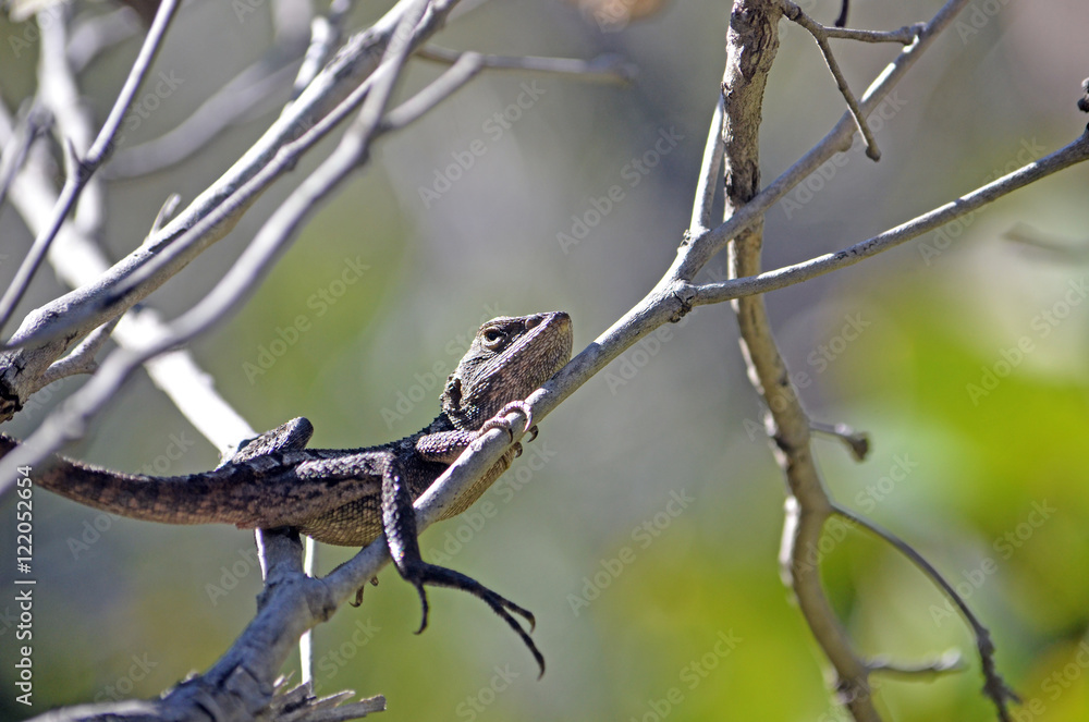Australian native Jacky Dragon lizard (Amphibolurus muricatus) hanging ...