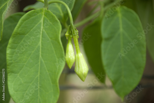 Organic food flower of Loroco. Guatemala. Fernaldia pandurata. Stock ...