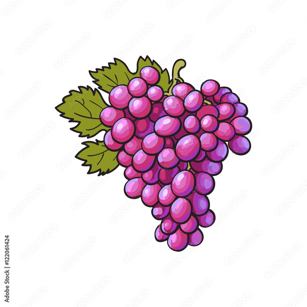 Grape Illustration