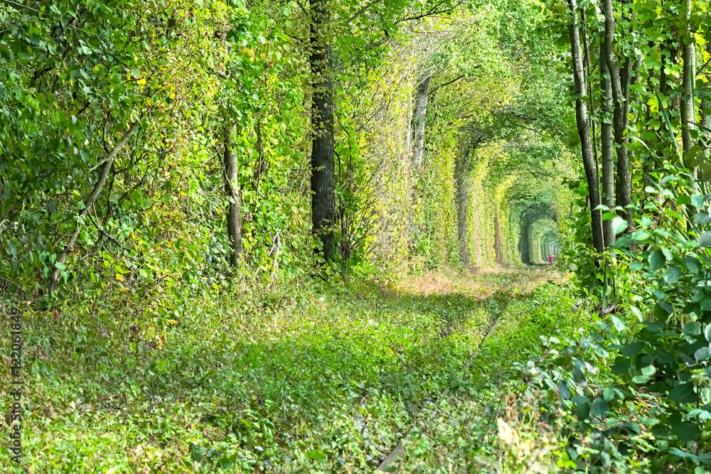 Tunnel of trees hides the old railway line. In the distance you Stock ...