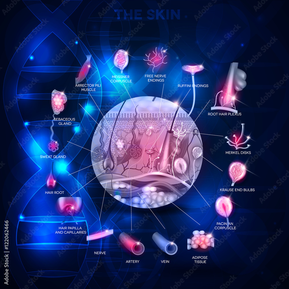 Skin anatomy abstract scientific design Stock Vector | Adobe Stock