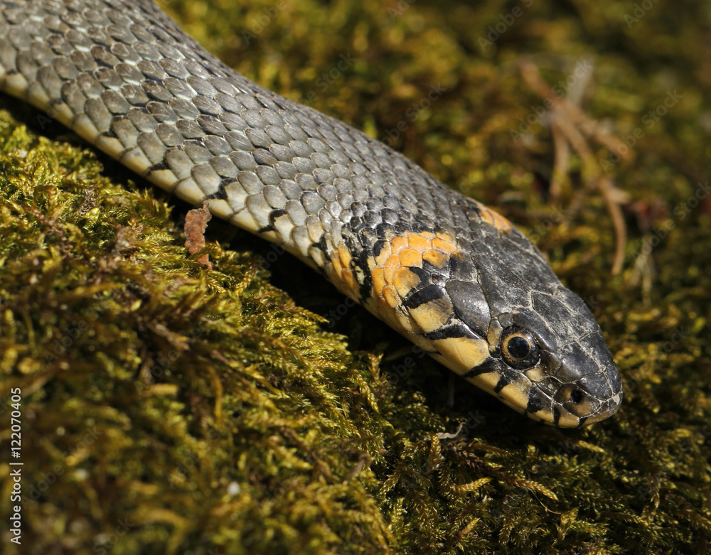 Grass snake Natrix natrix Stock Photo | Adobe Stock