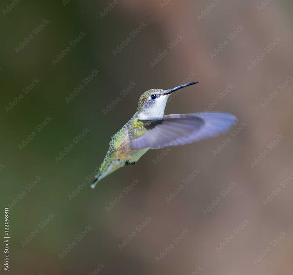 Female Ruby Throated Hummingbird inspecting a daylily for nectar. These ...