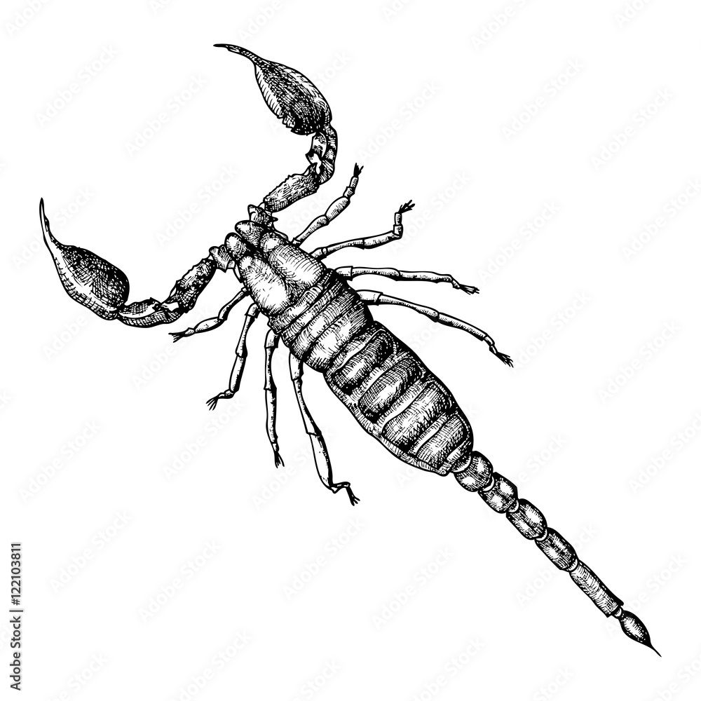 Scorpion hand drawn, isolated on white. Drawing sketch of the black ...